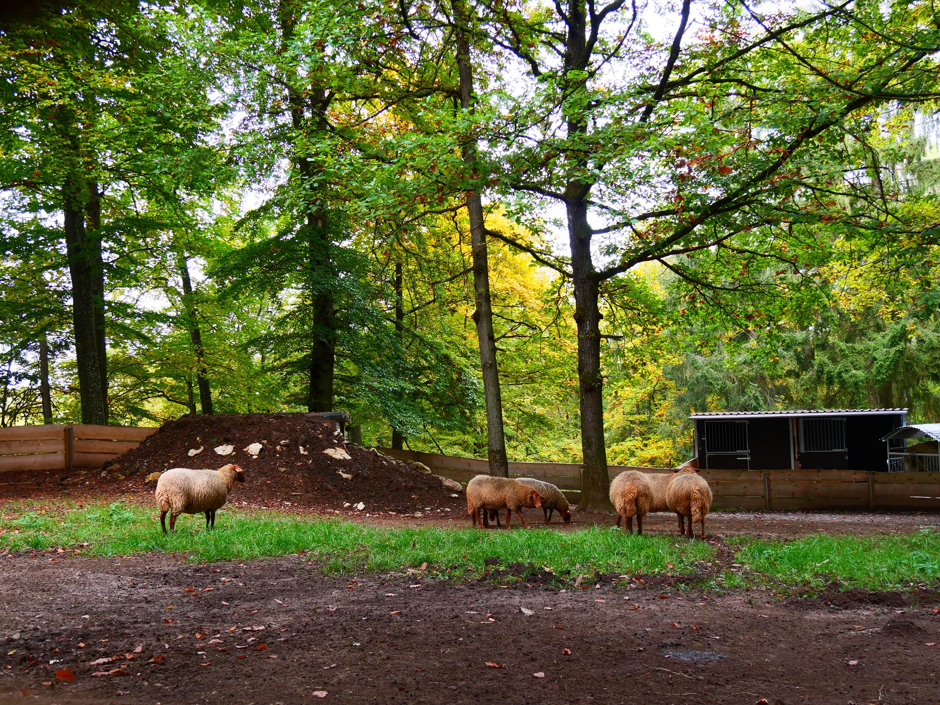 Beliebtes Ausflugsziel in der Fränkischen Schweiz - Wildpark Hundshaupten